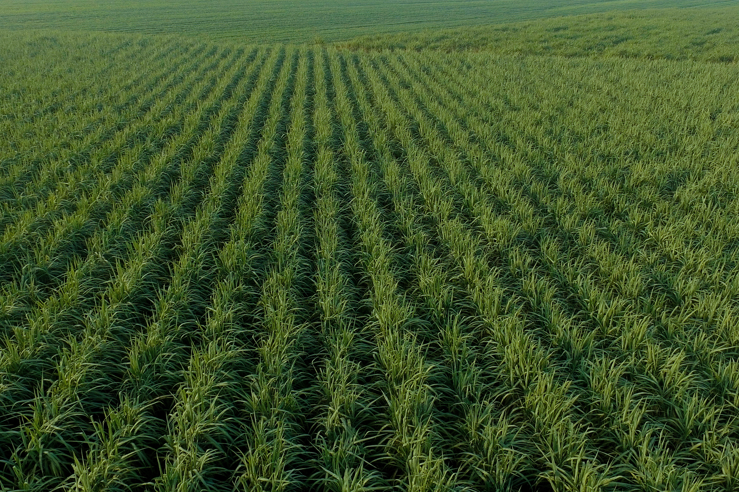 George Forrest targets €200 million revenue for GoCongo by 2026 ...